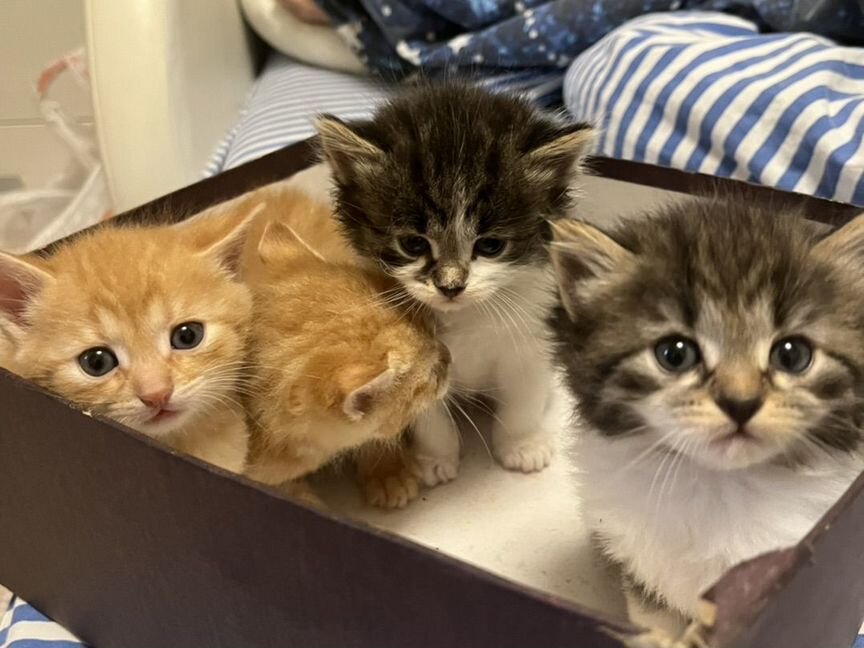 Котята в добрые руки даром