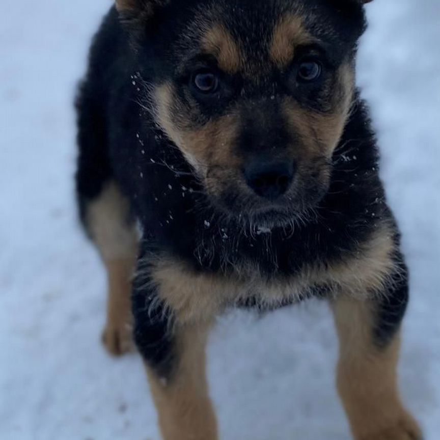 Метис немецкой овчарки