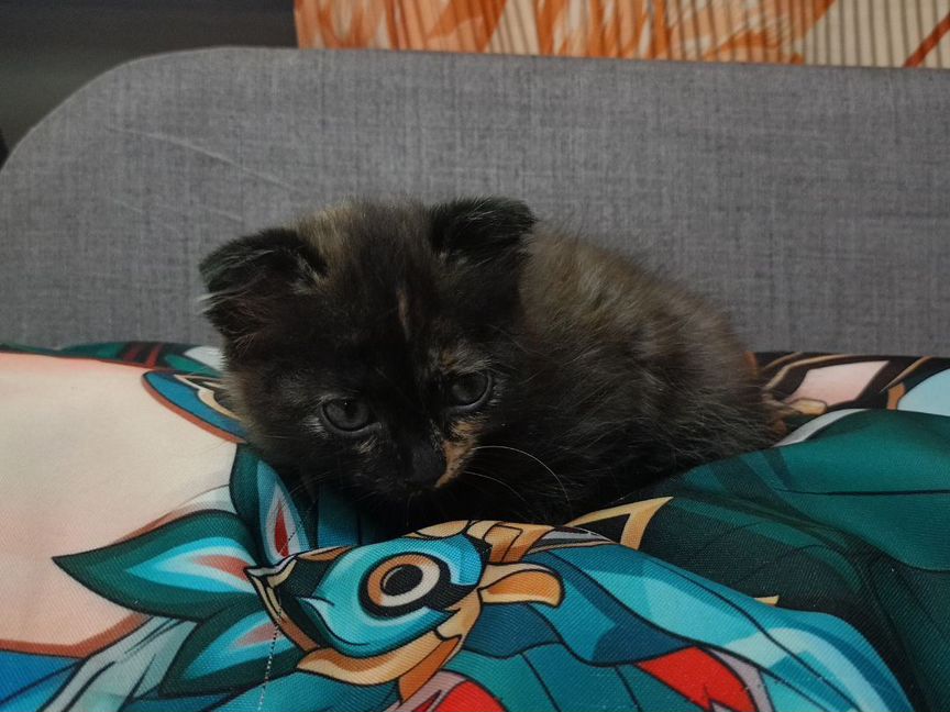Котёнок в добрые руки, девочка