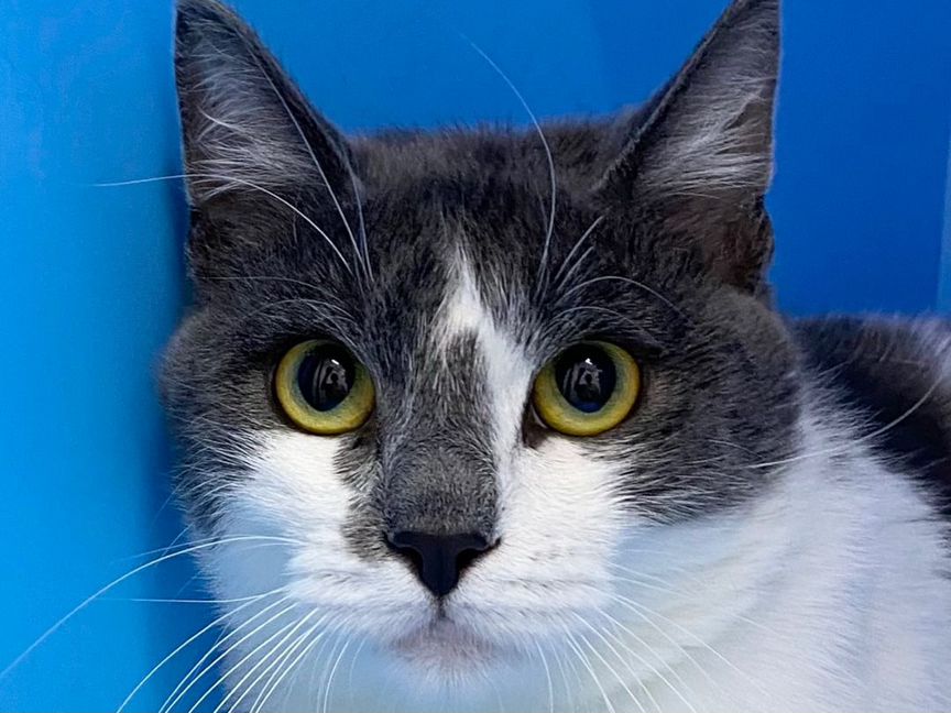 Котенок с окрасом коровки