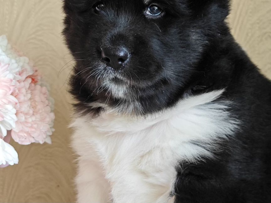 Метис маламута