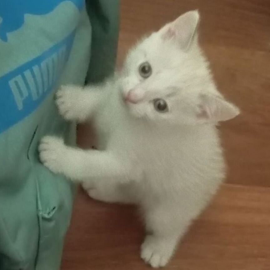 Котята в добрые руки бесплатно мальчики