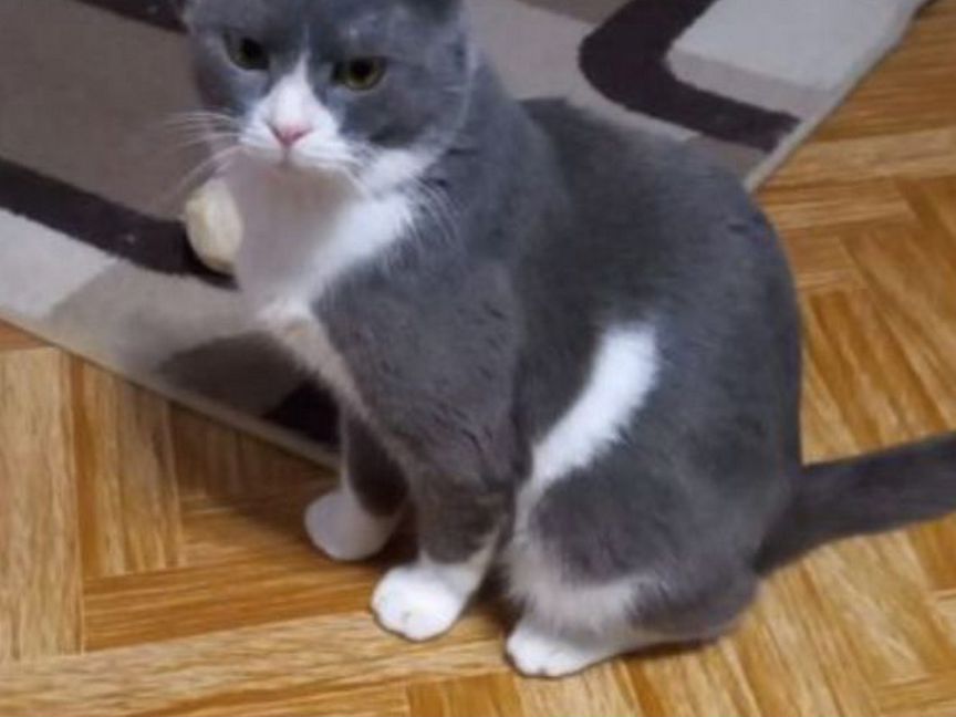 Британская кошка в дар