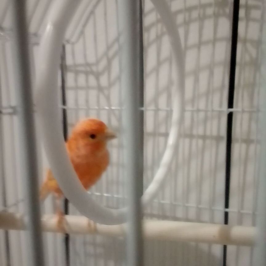 Кенар