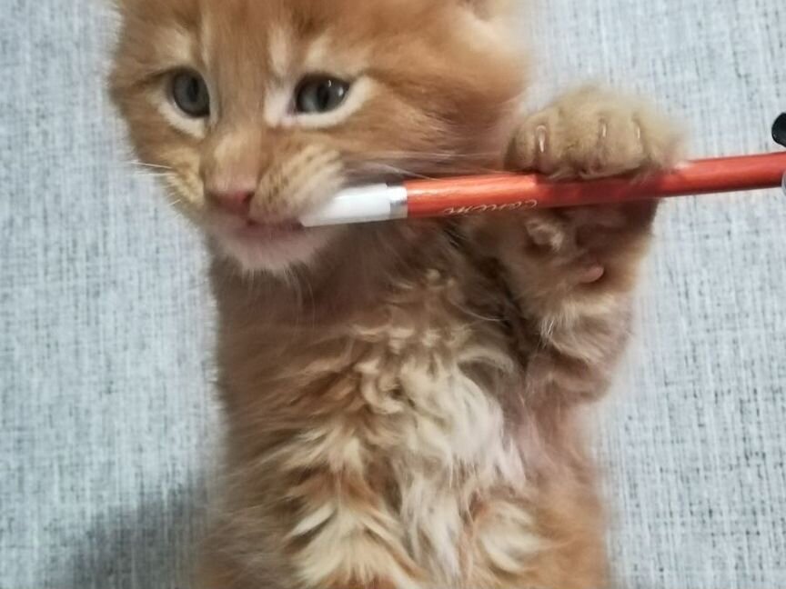 Котята мейн-кун