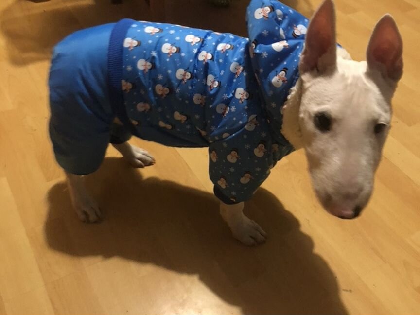Кобинезон зимний утеплённый для собаки