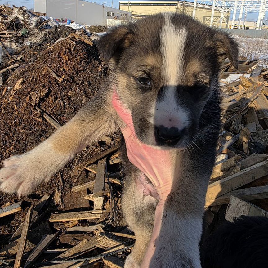 Щенок в добрые руки