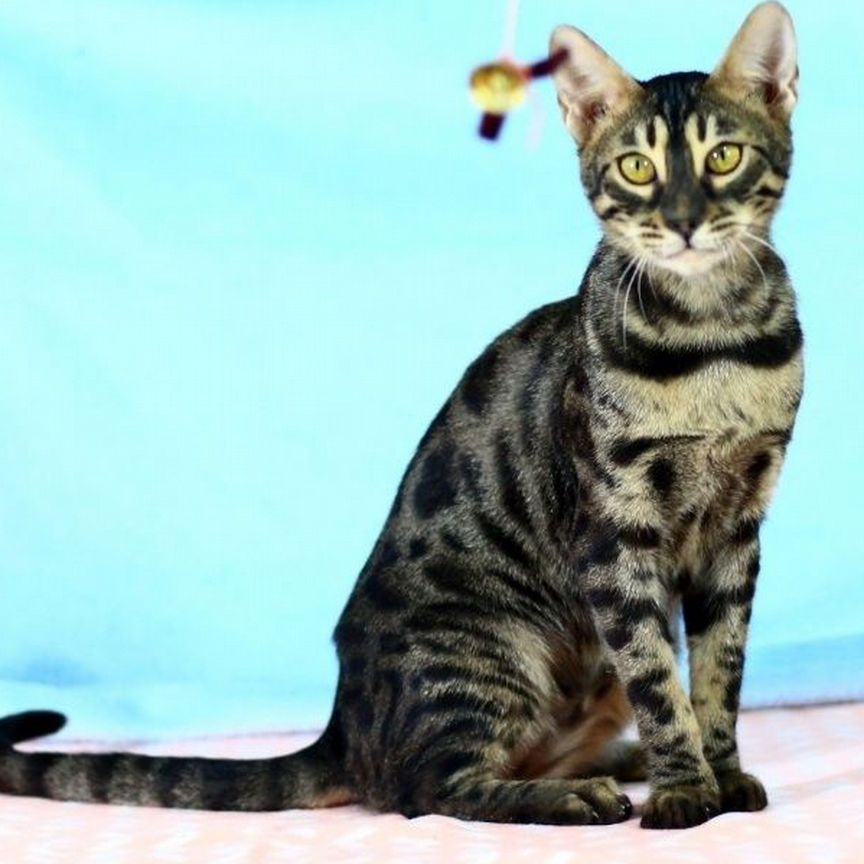 Бенгальские "черные" красавицы в разведение