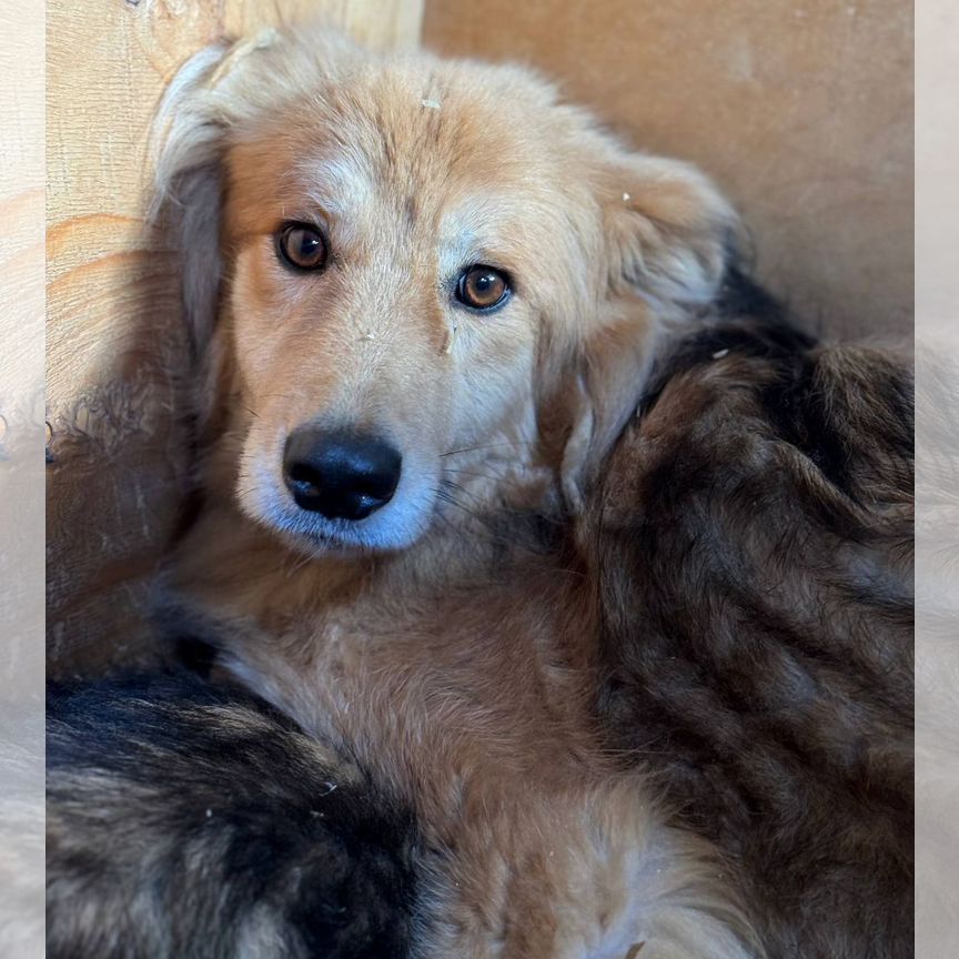 Взрослый пёс в добрые руки