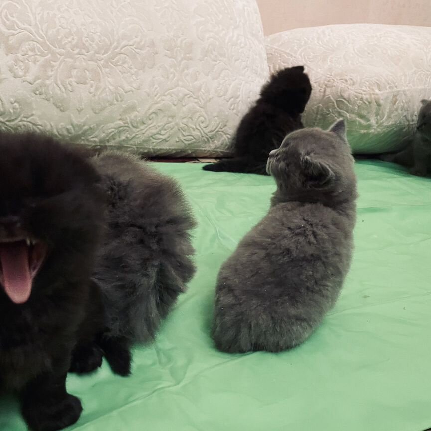 Шотландские котята