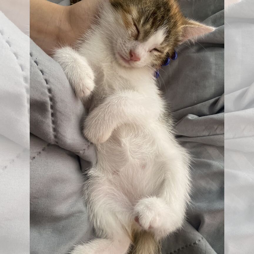 Котята