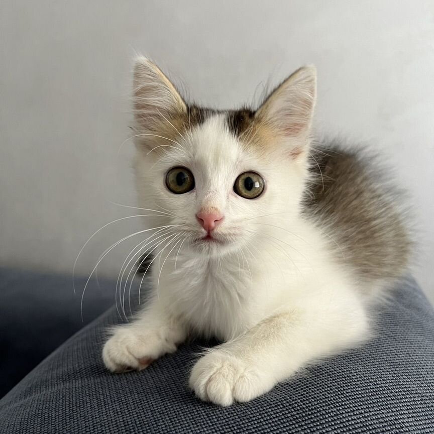 Отдам в заботливые руки котенка