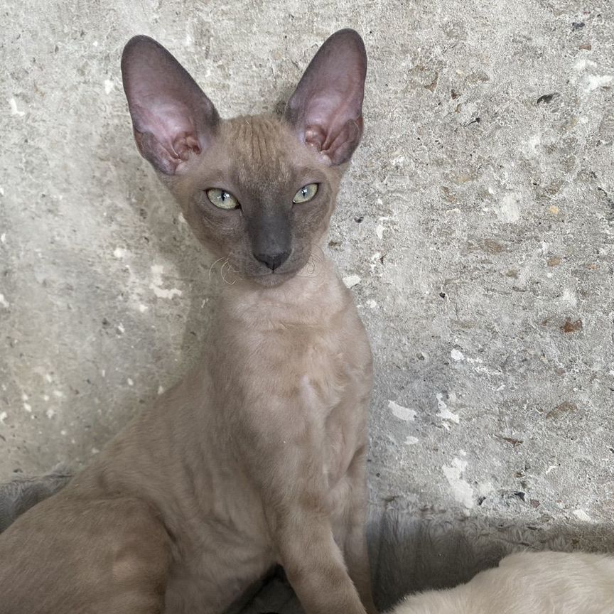 Кошечки корниш рекс