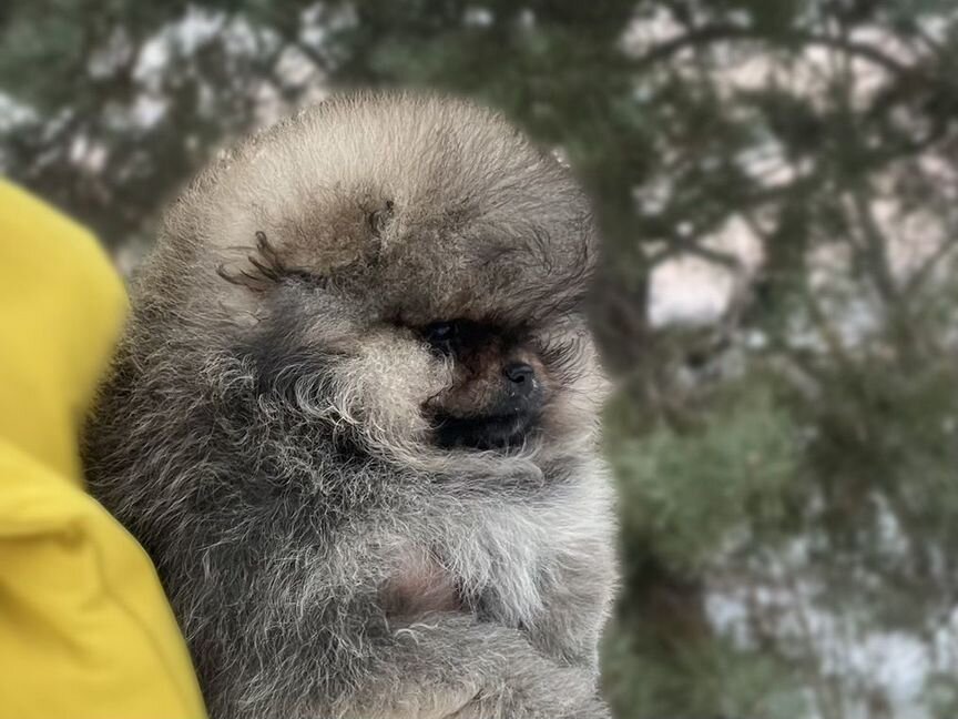 Померанский шпиц