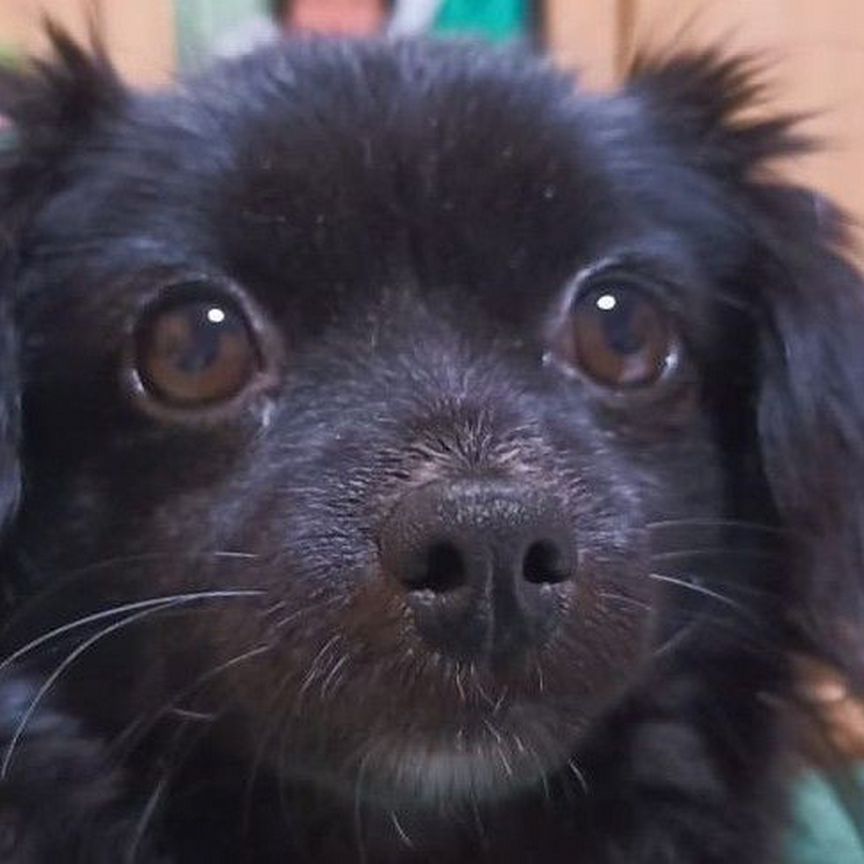 Чихуахуа длинношерстная бесплатно