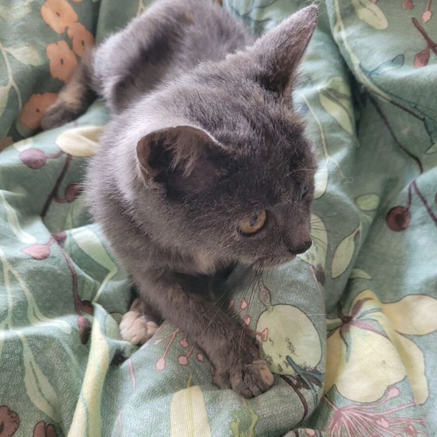 Котенок шилопоп 2 месяца девочка