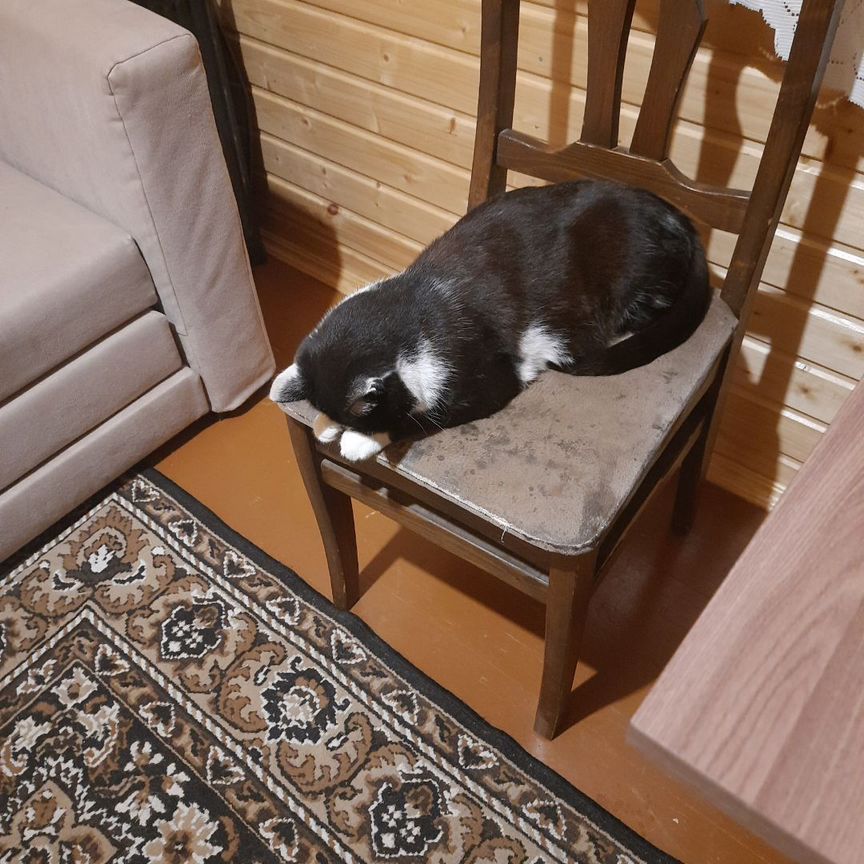 Кот Мурзик в добрые руки
