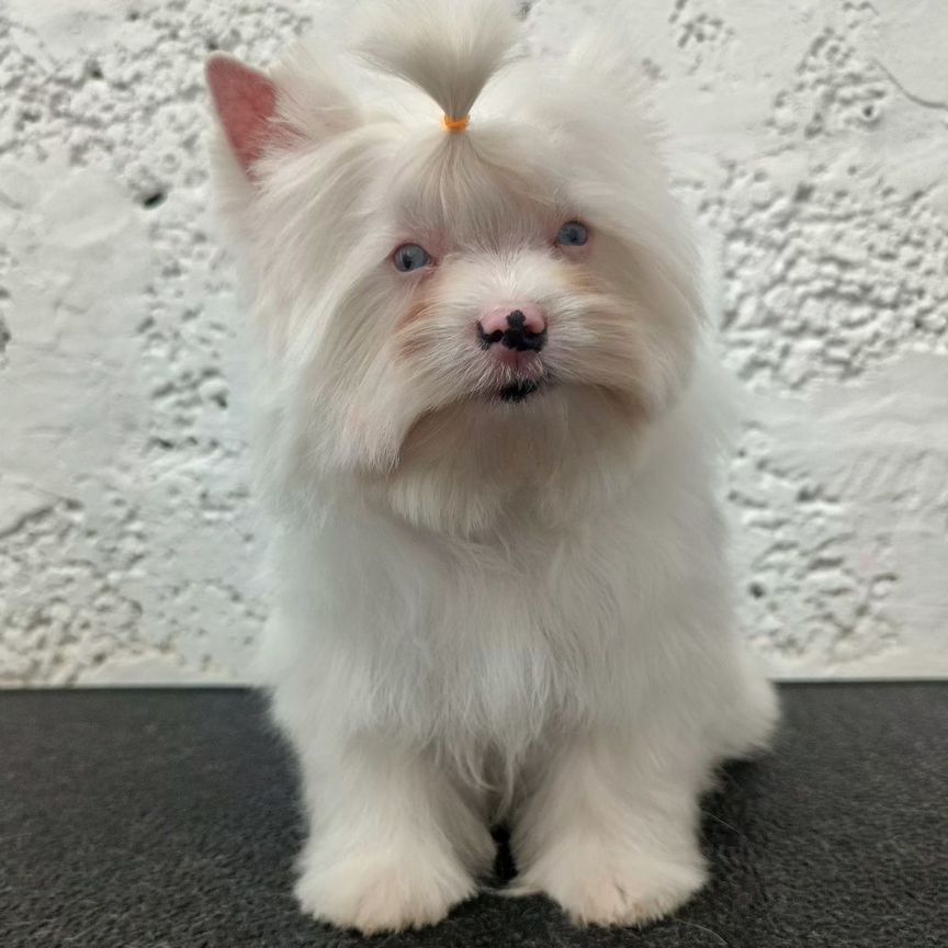 Йоркширский терьер, щенок