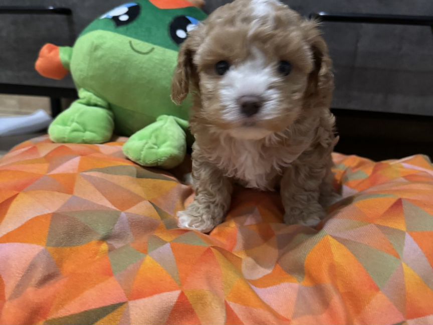 Мальтипу f1 мини