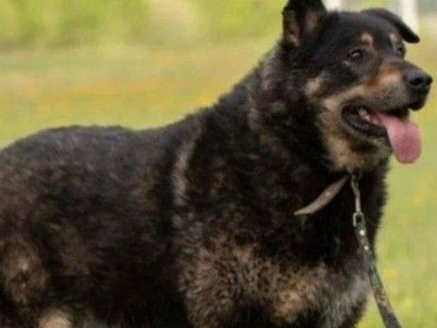 Не только щенки хотят иметь свой дом