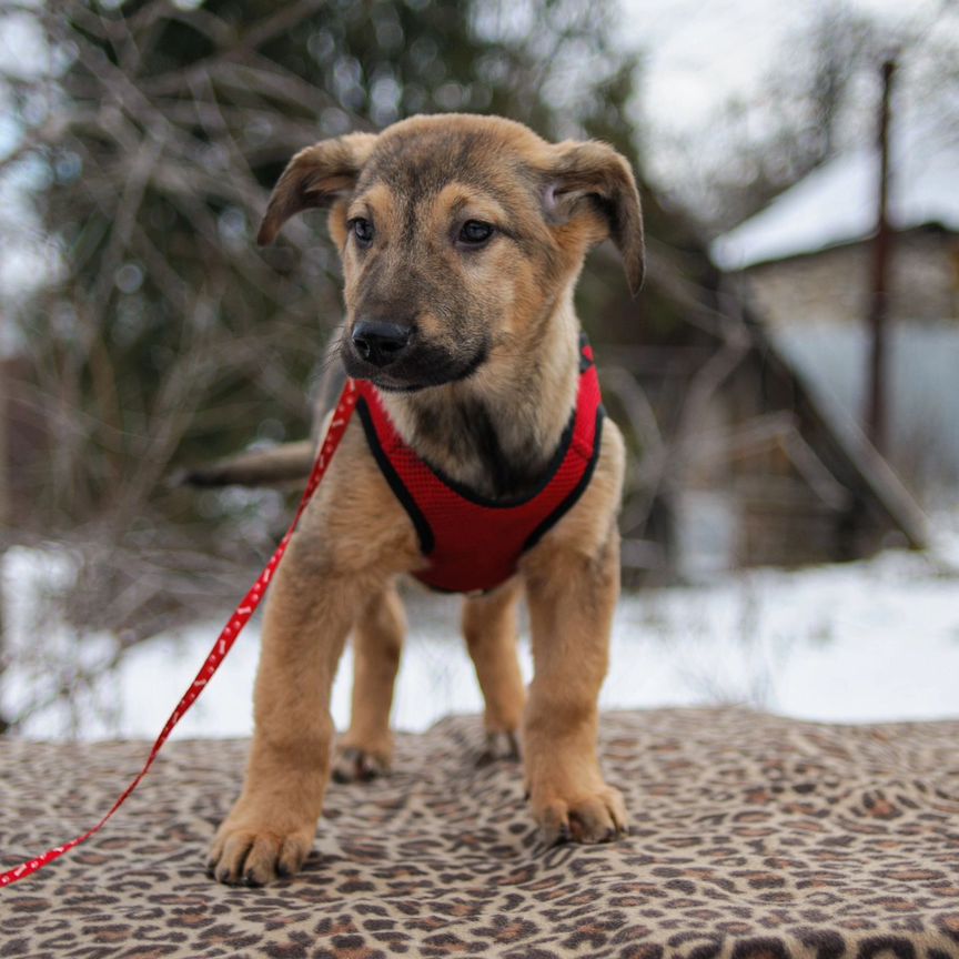 Умненькая щенулька в поисках дома