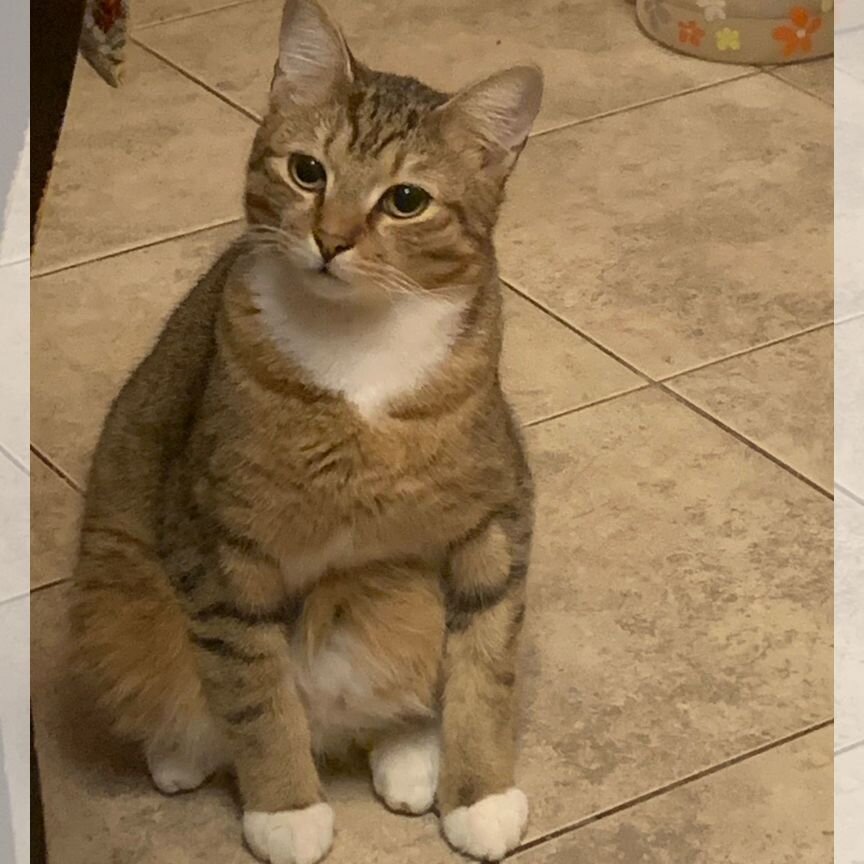 Абиссинский котёнок