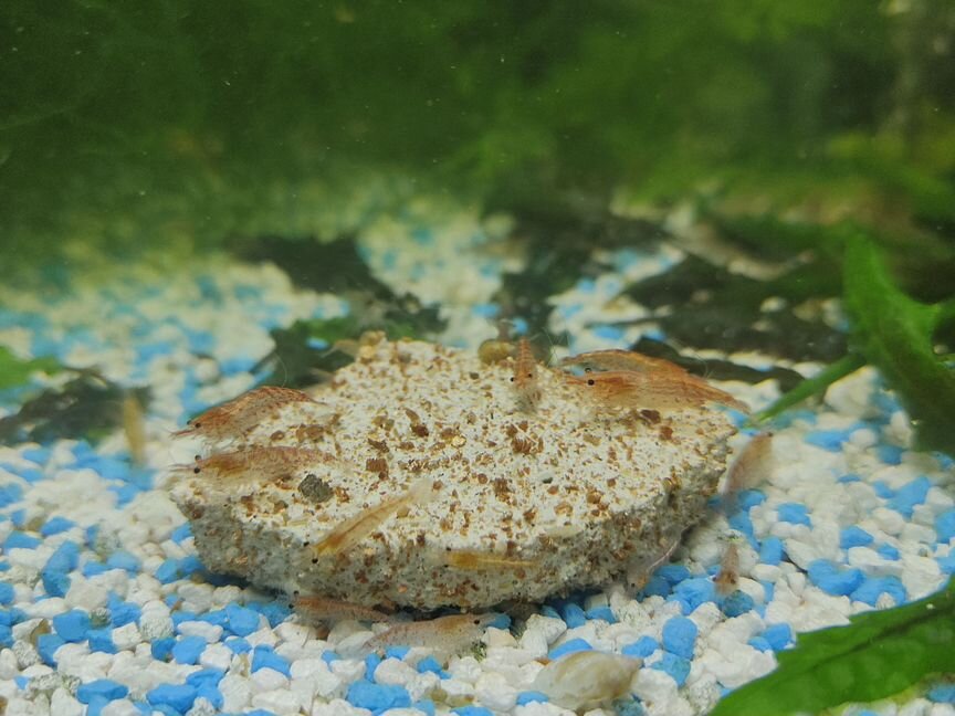 Креветки вишенки