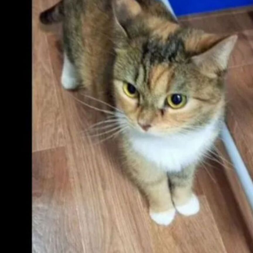 Котята в добрые руки бесплатно