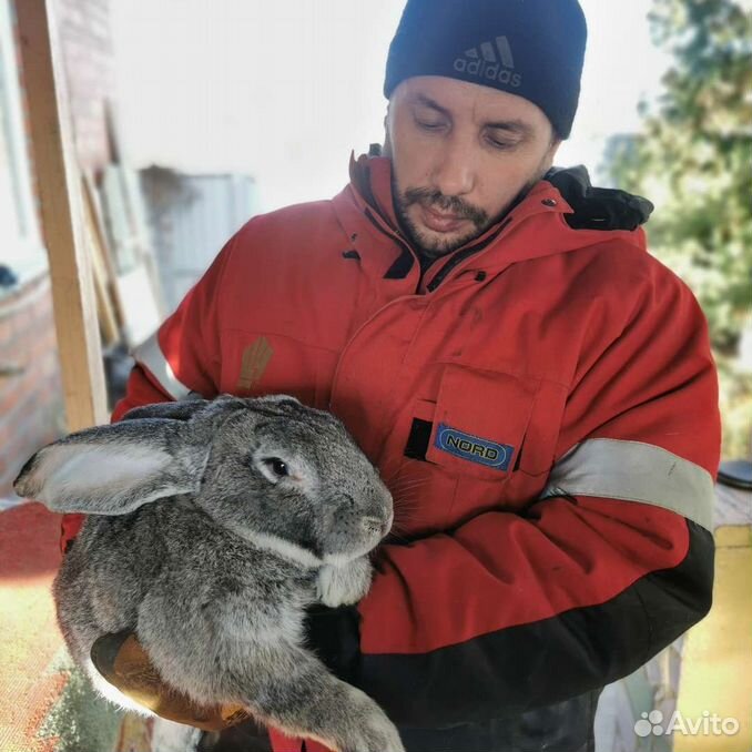 Кролики великаны