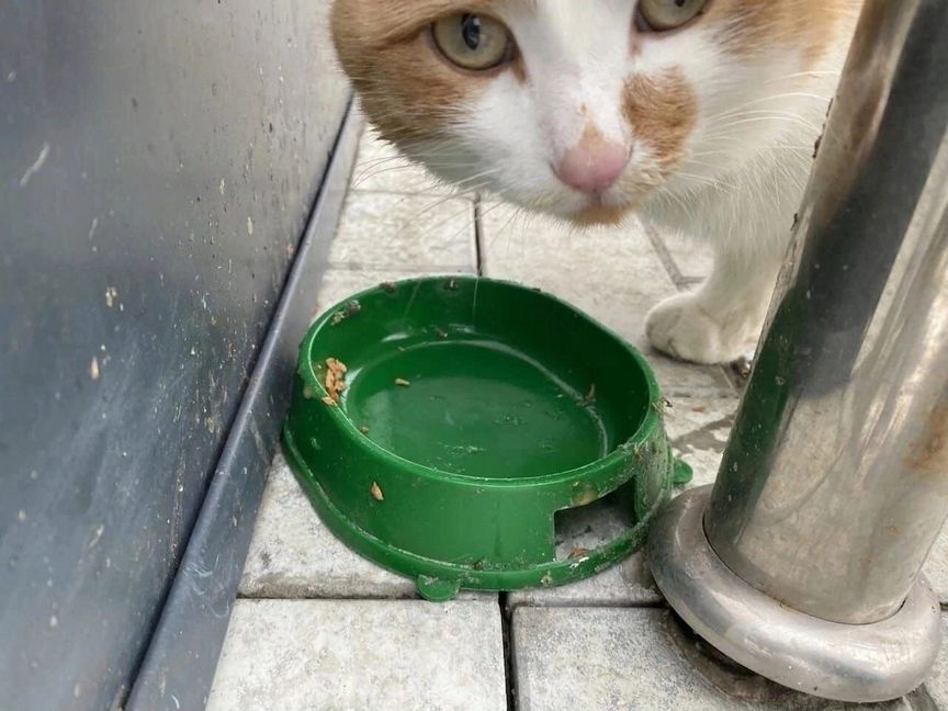 Кот с инсmaграмной внешностью