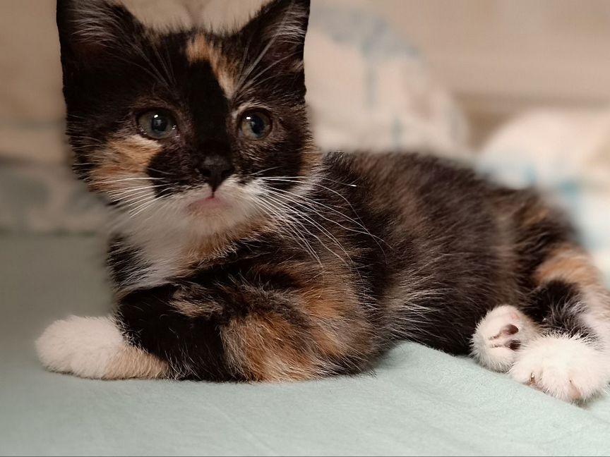 Кошки в добрые руки бесплатно