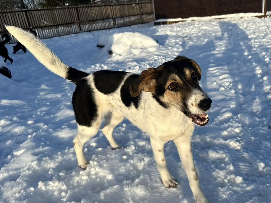 Собака девочка щенок в семью добрые руки дом