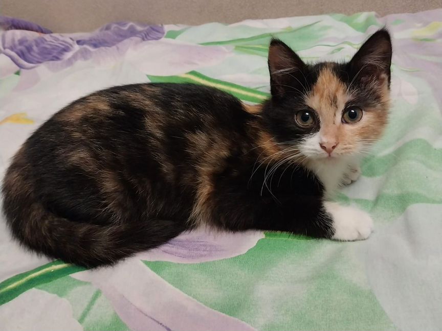 Девочка ищет семью