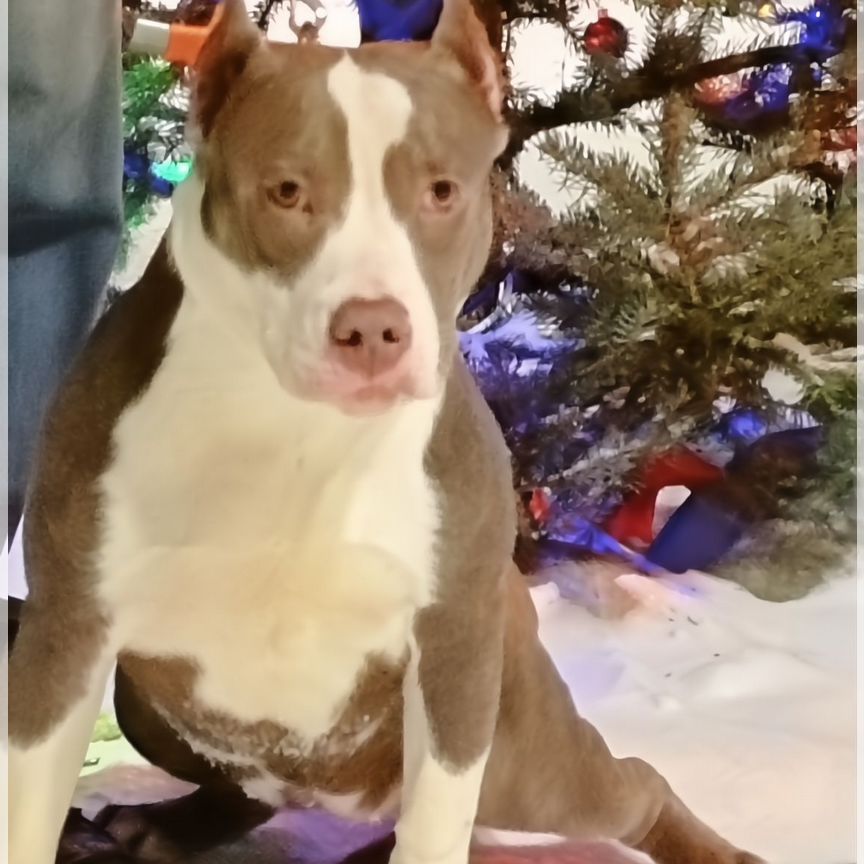 Американский булли, щенок