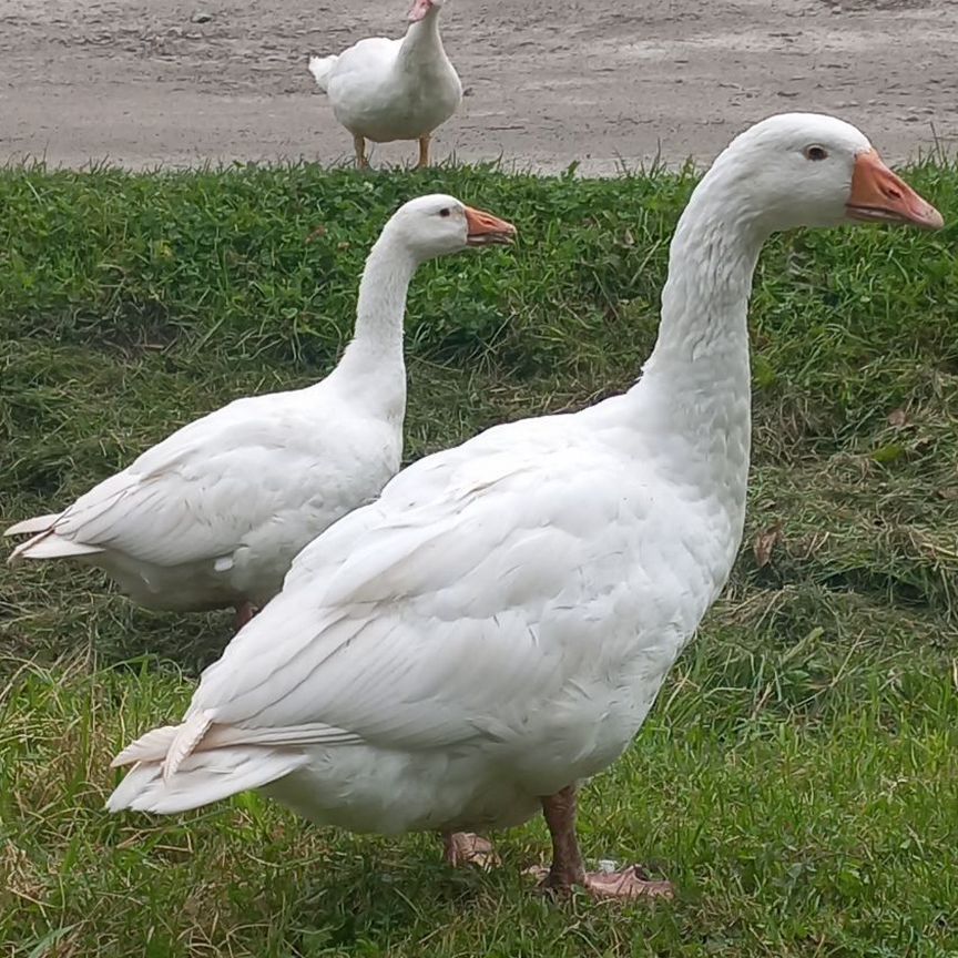 Гуси линда и индоутка