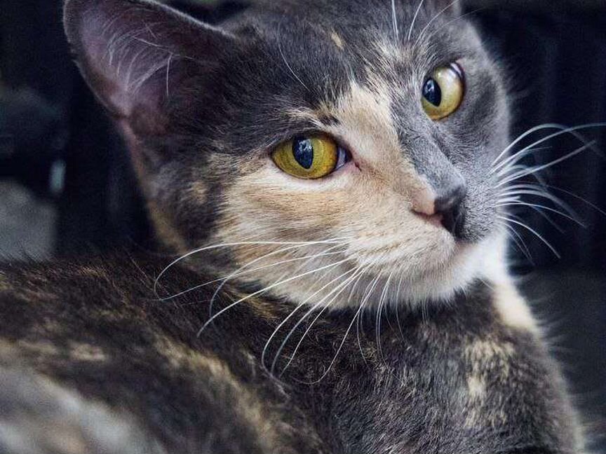 Трехцветная кошка