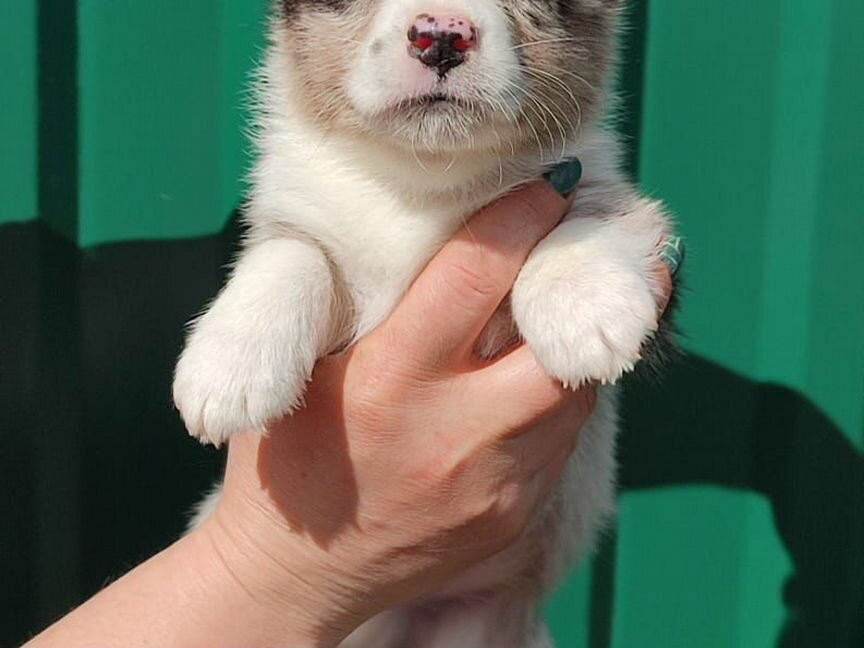 Мальчишка корги