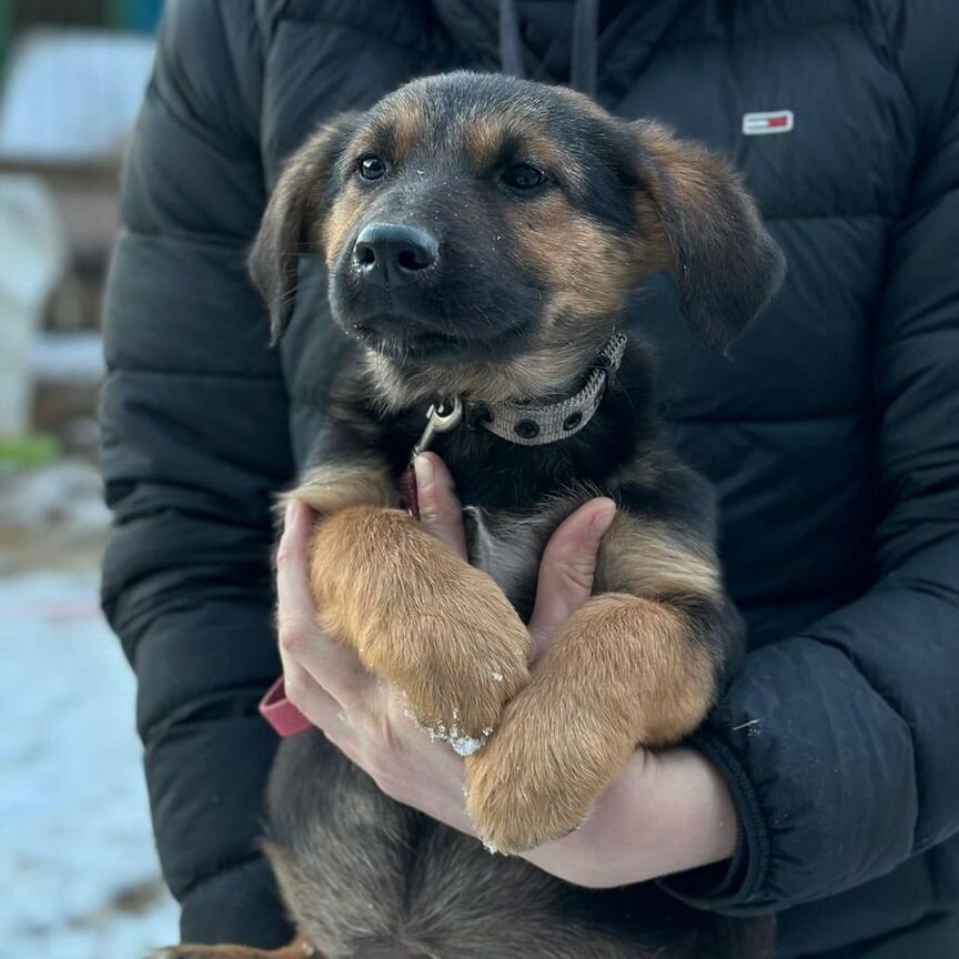 Кор « возьмите меня, Я хороший »