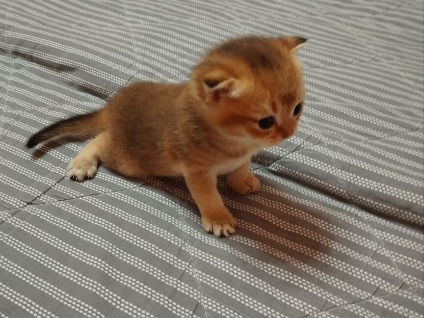 Вислоухие золотые малыши