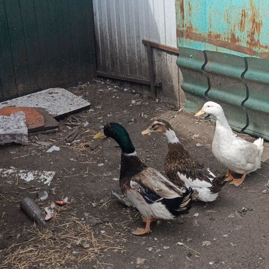 Утки домашние