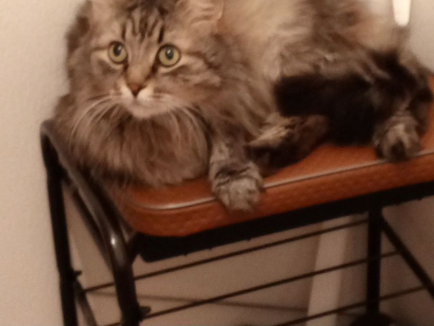 Кот сибирский 8 лет