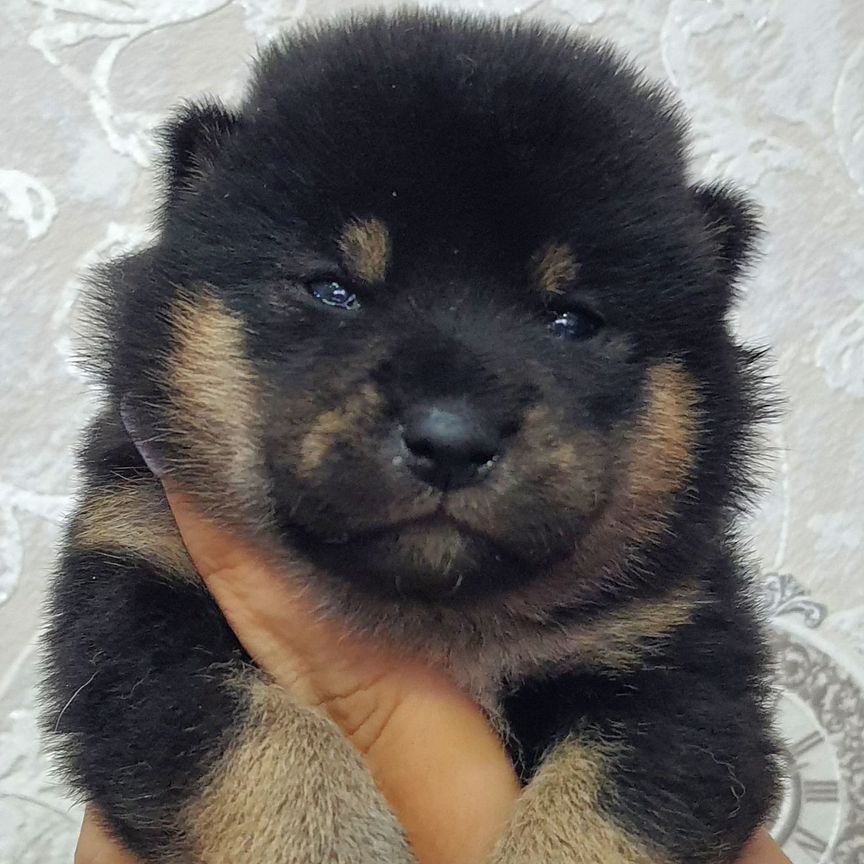 Щенки сиба для брони