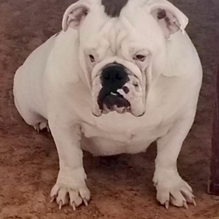 Английский бульдог, щенок