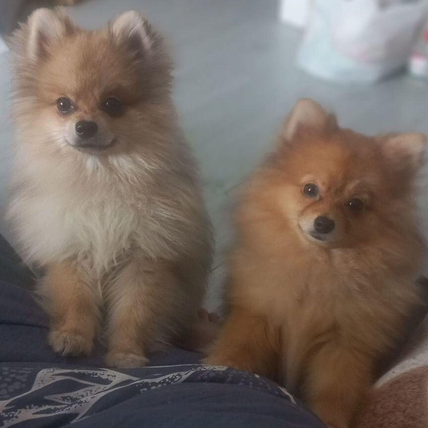 Померанский шпиц, щенок