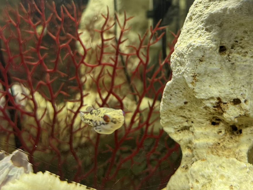 Тетрадон красноглазый