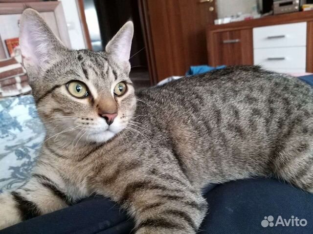 Котенок мальчик Баюн метис абисинской 9мес