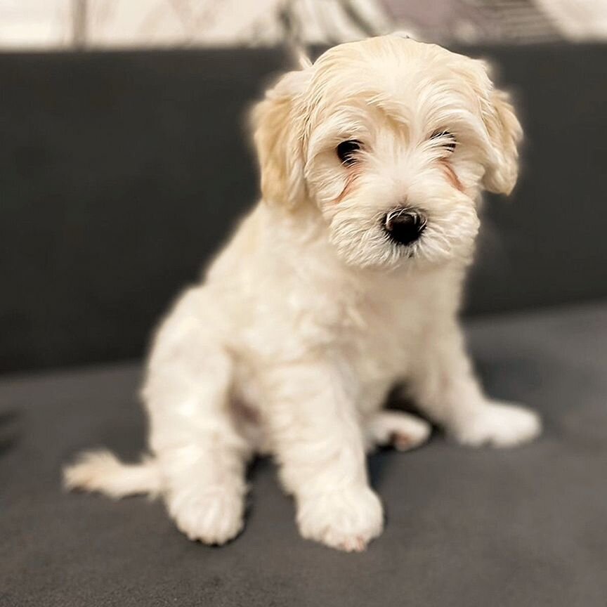 Мальтипу мальчишка