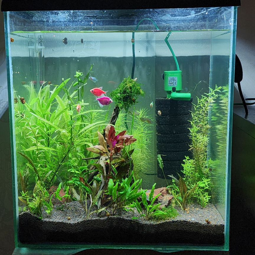 Аквариум с рыбками