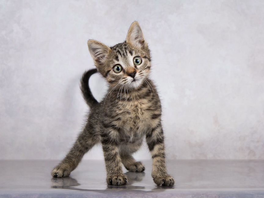 Кому милого котенка Василечка