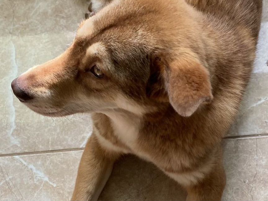 Собака в добрые руки отдам бесплатно